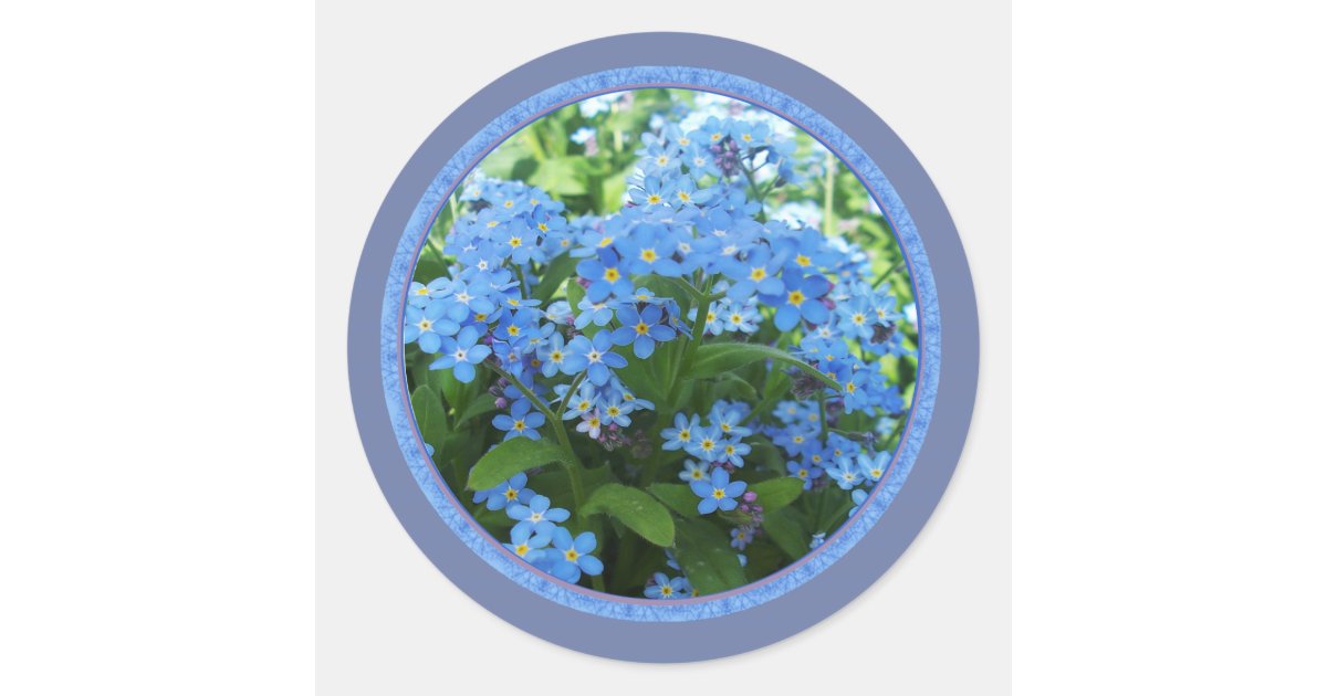 Forget me nots classic round sticker | Zazzle