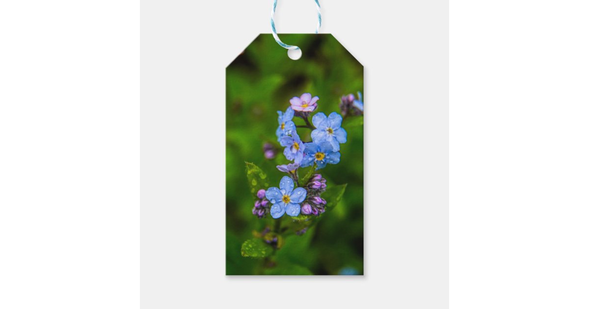 Forget-me-nots in the Rain Gift Tags | Zazzle