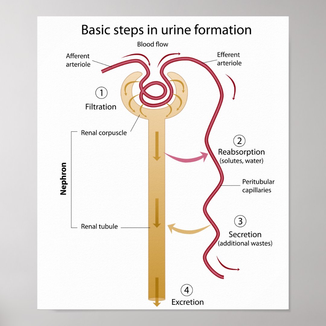 Formation of urine Poster | Zazzle