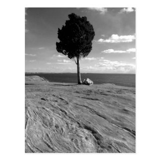 Phoenix Postcards | Zazzle