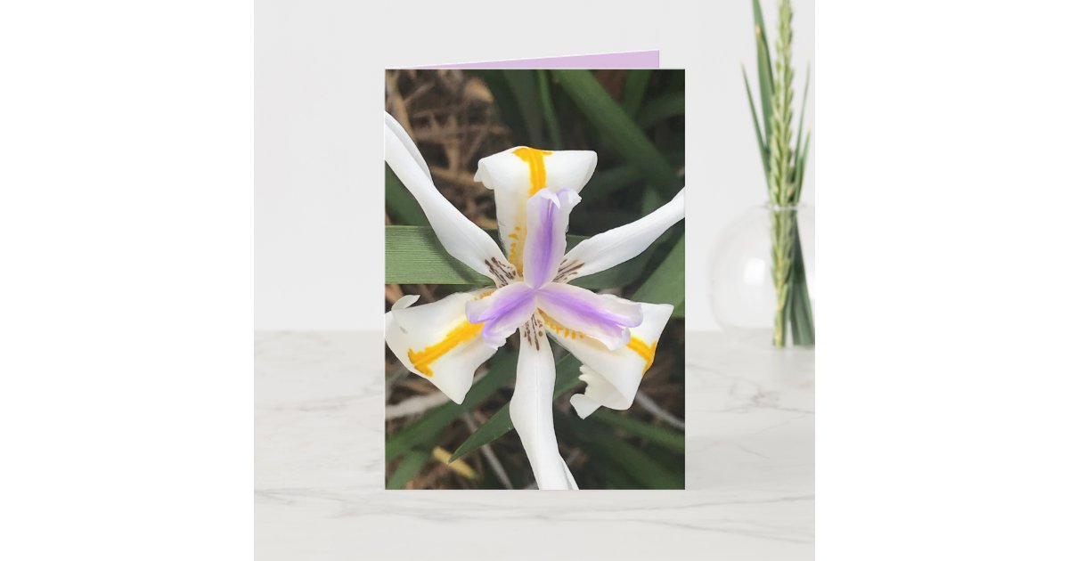 Fortnight Lily African Iris Card | Zazzle