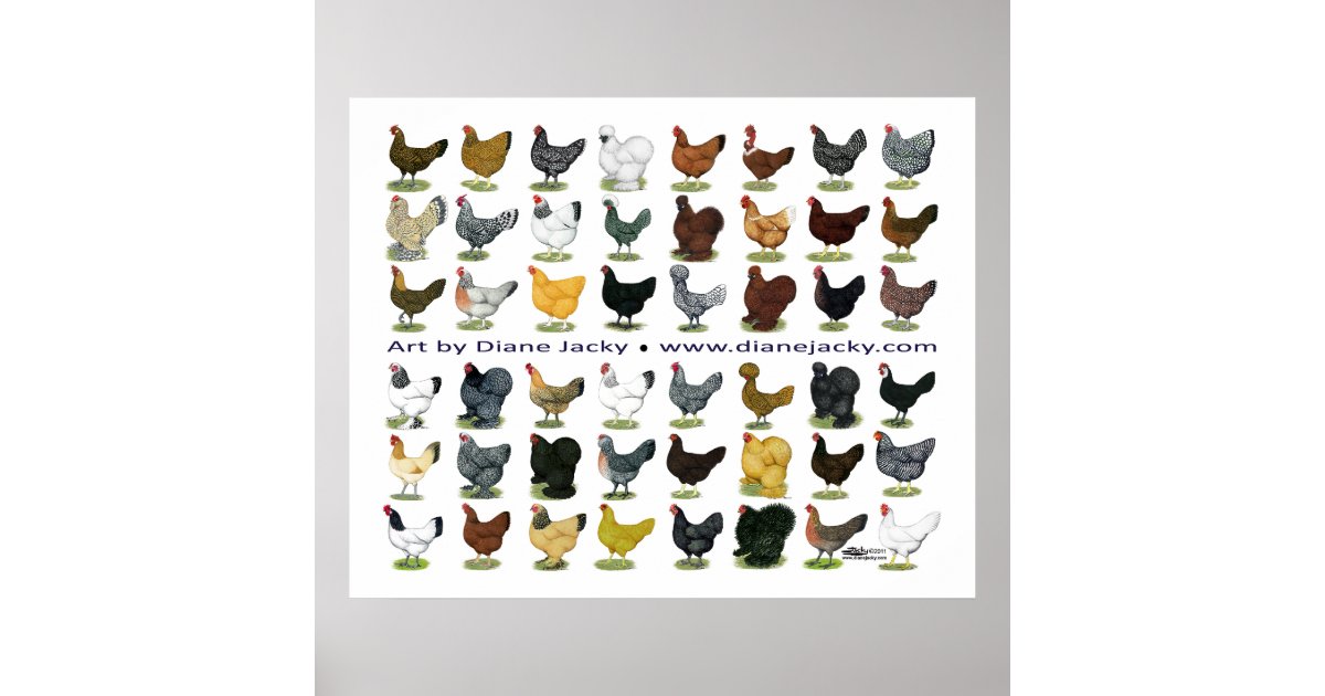 Forty-eight Hen Promo Poster | Zazzle