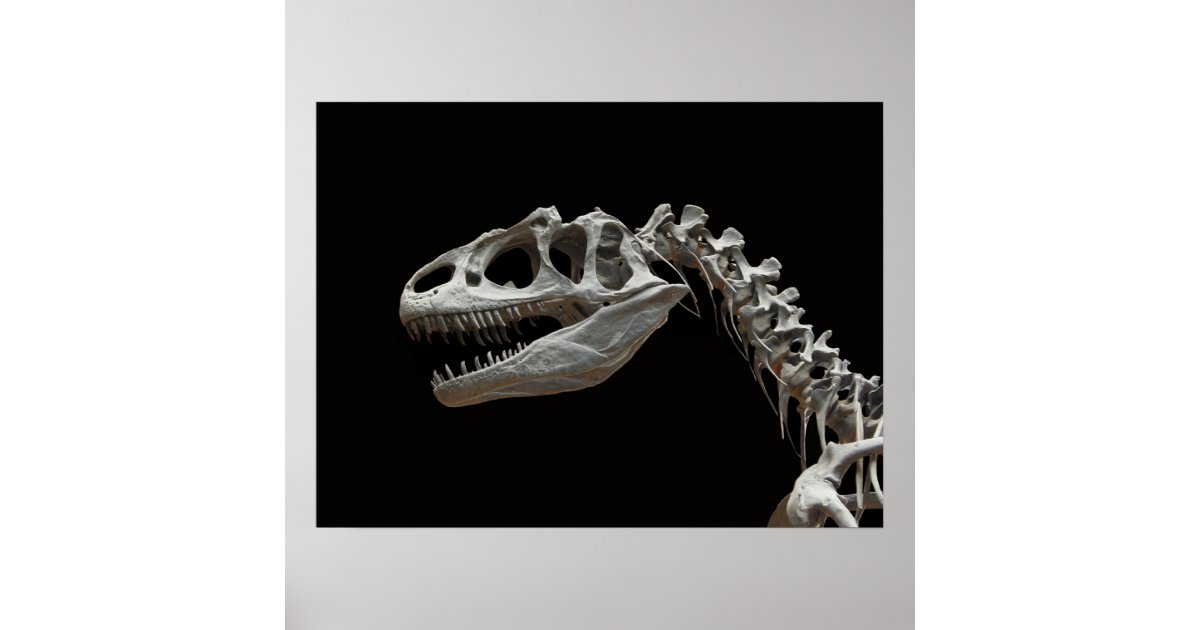 Fossil allosaurus head and neck poster | Zazzle