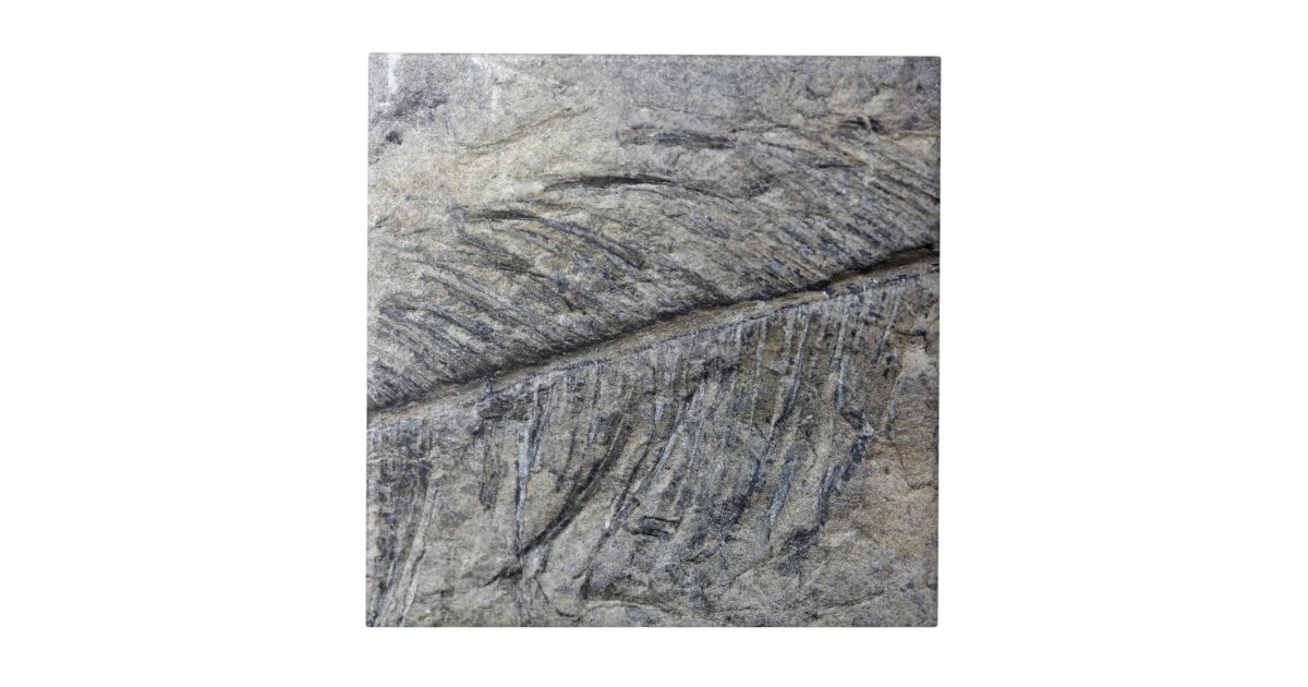 Fossil Plant Ceramic Tile | Zazzle