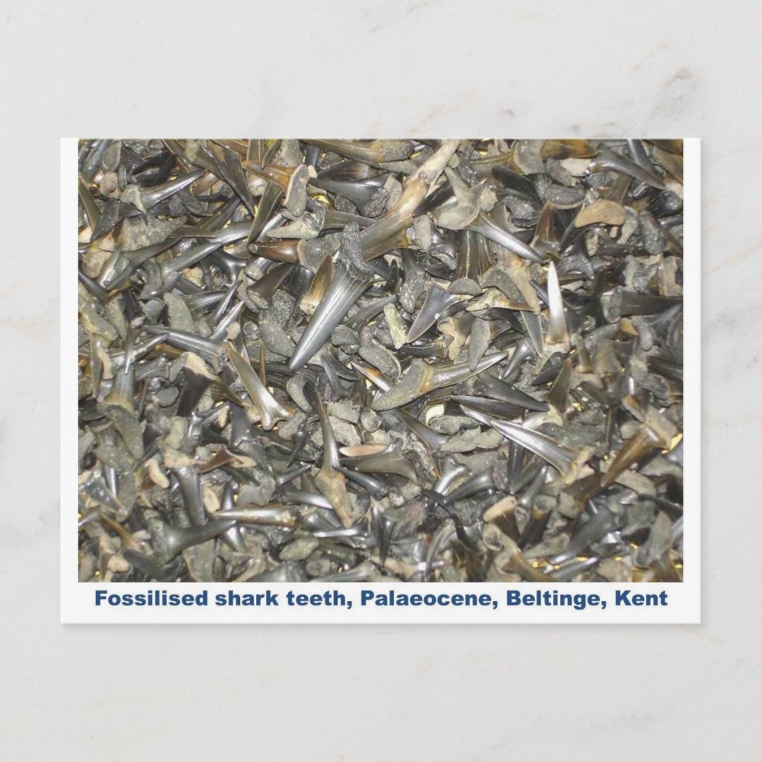 Fossil shark teeth pattern postcard | Zazzle