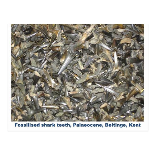 Fossil shark teeth pattern postcard | Zazzle.com