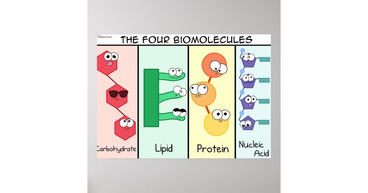Four Biomolecules Poster | Zazzle