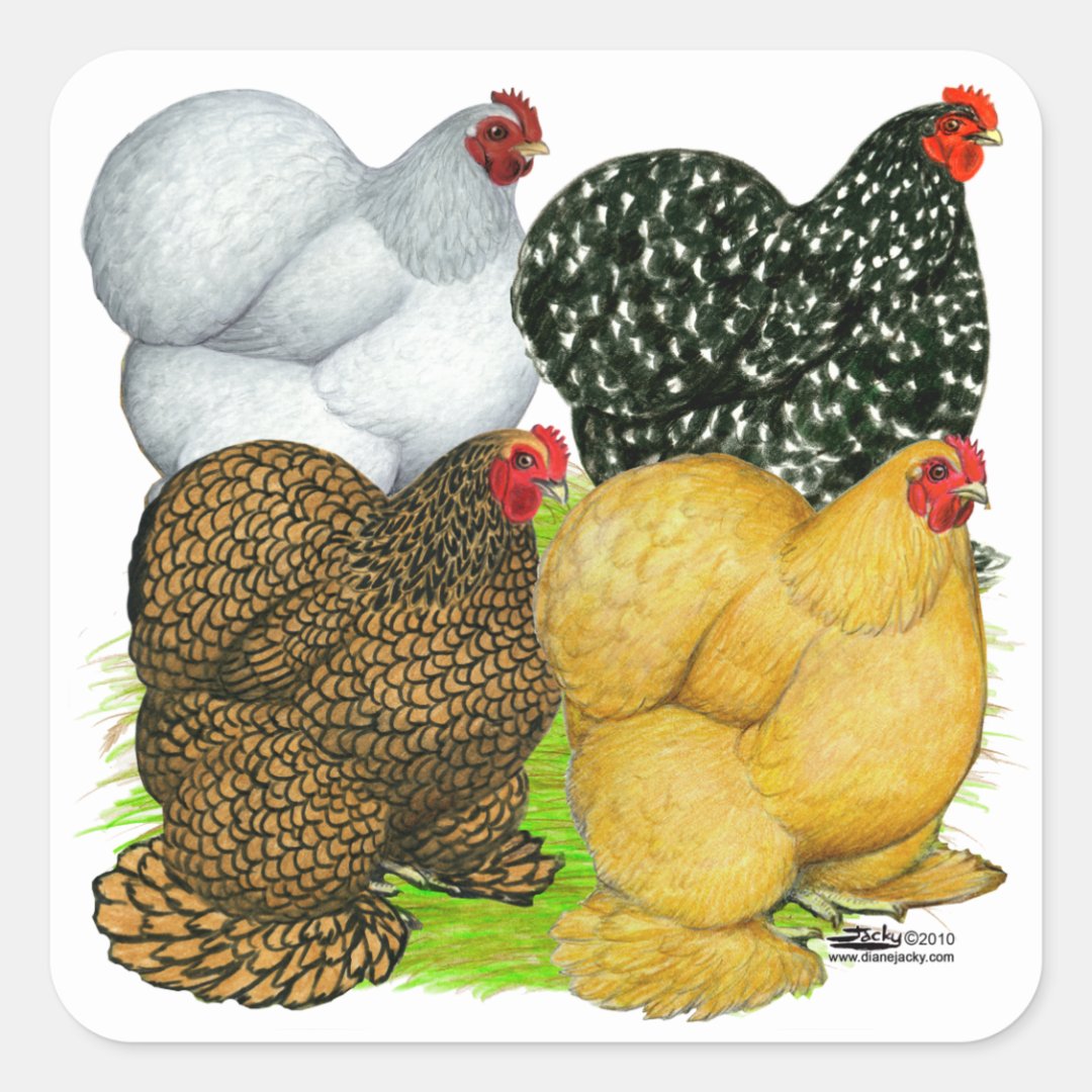 Four Cochin Hens Square Sticker | Zazzle