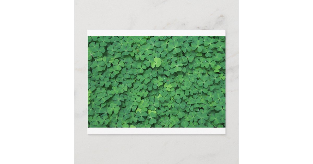Four Leaf Clover Postcard | Zazzle