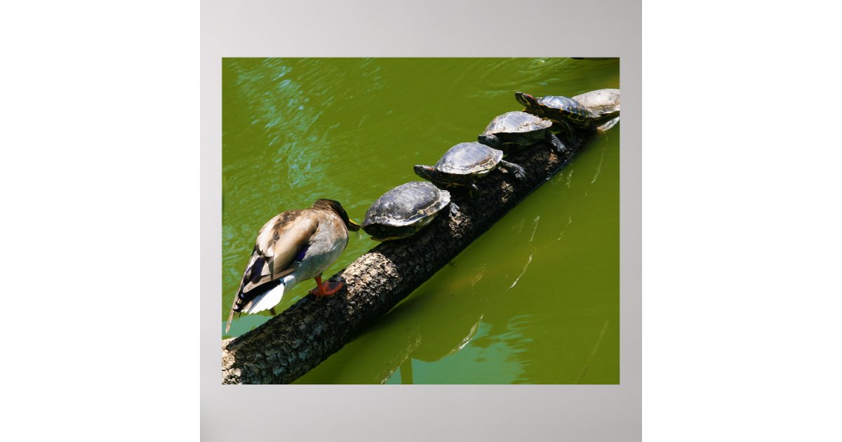 Four Turtles Trying to Cross a Log with Duck Block Poster | Zazzle
