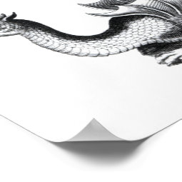 Four types of dragon poster | Zazzle