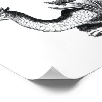 Four types of dragon poster | Zazzle