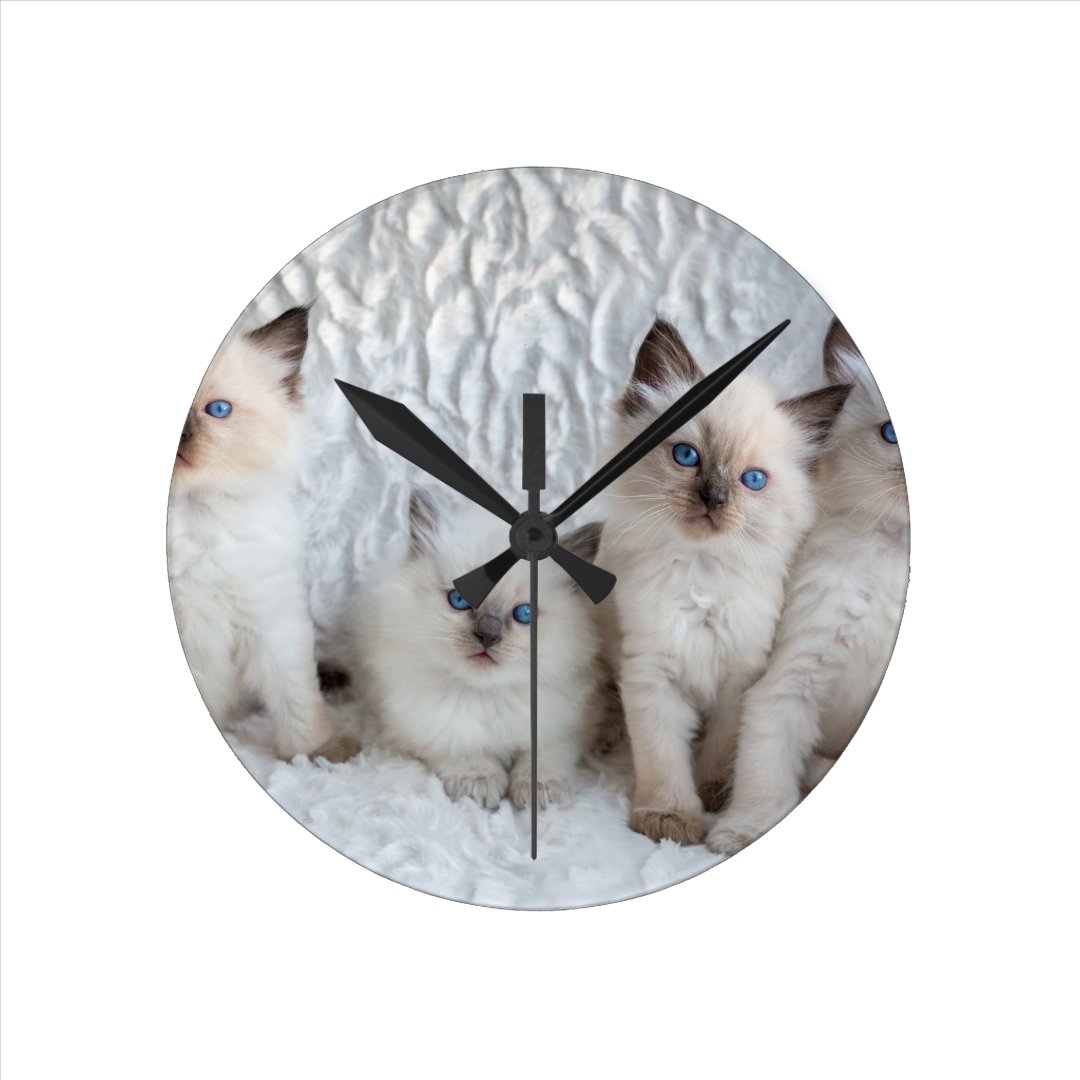 Four young Ragdoll cats sitting in a row Round Clock | Zazzle