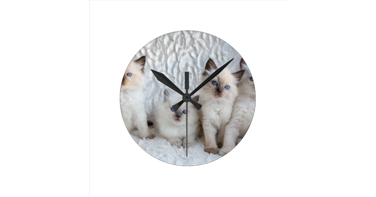 Four young Ragdoll cats sitting in a row Round Clock | Zazzle