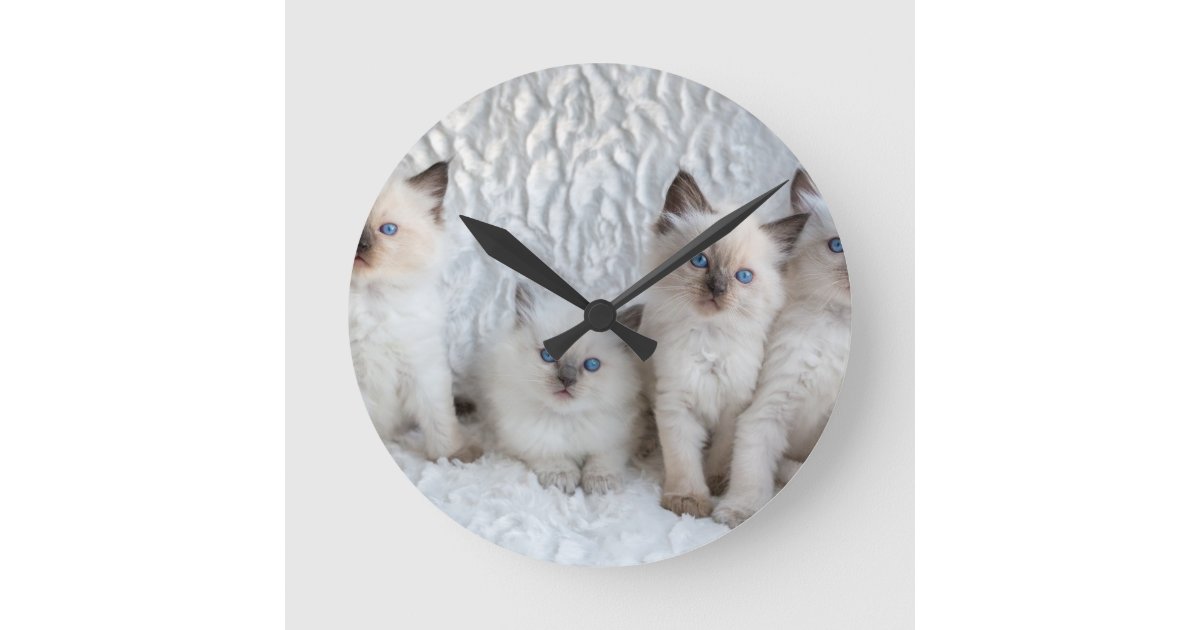 Four young Ragdoll cats sitting in a row Round Clock | Zazzle