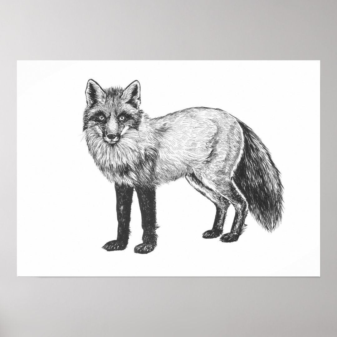 Fox drawing poster | Zazzle