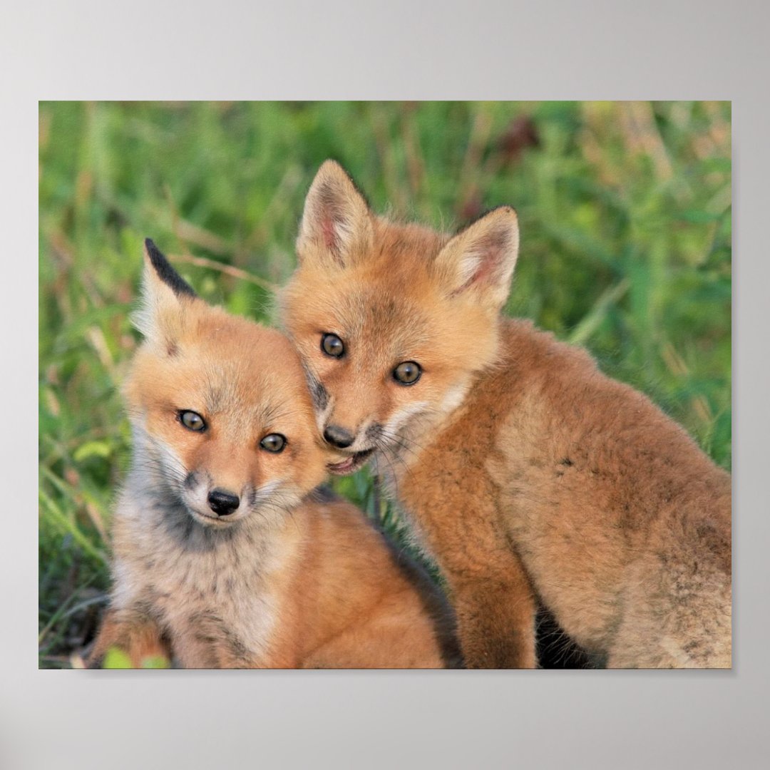 Fox Nom Poster | Zazzle