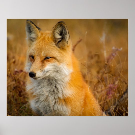 fox poster | Zazzle.com