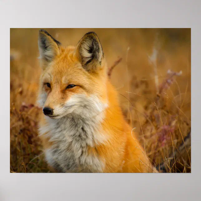 fox poster | Zazzle