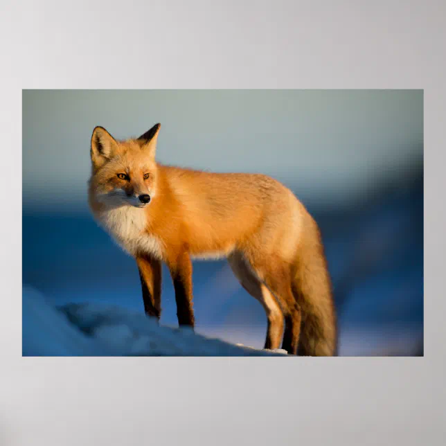 FOX POSTER | Zazzle