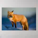 FOX POSTER | Zazzle