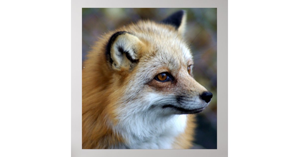 Fox Profile Poster | Zazzle