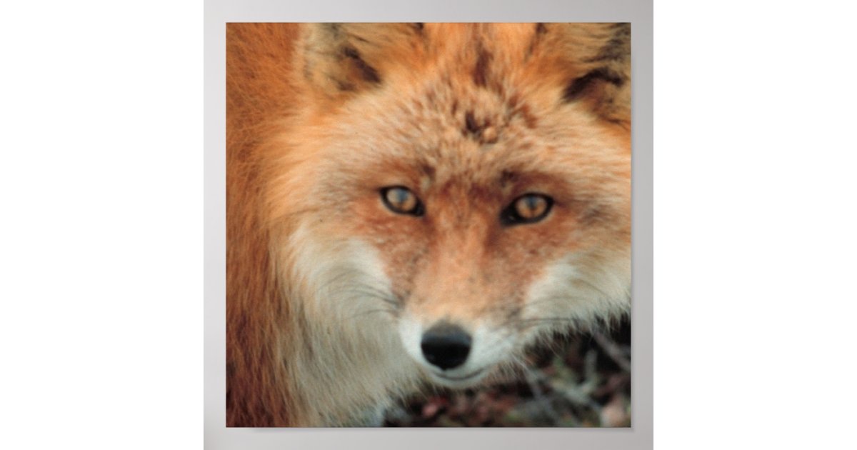 Fox Species Poster | Zazzle