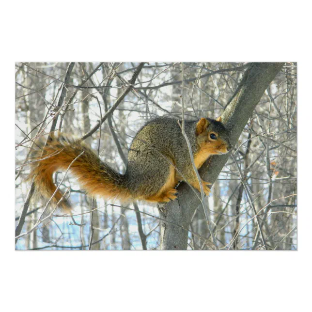 Fox Squirrel Profile Poster | Zazzle