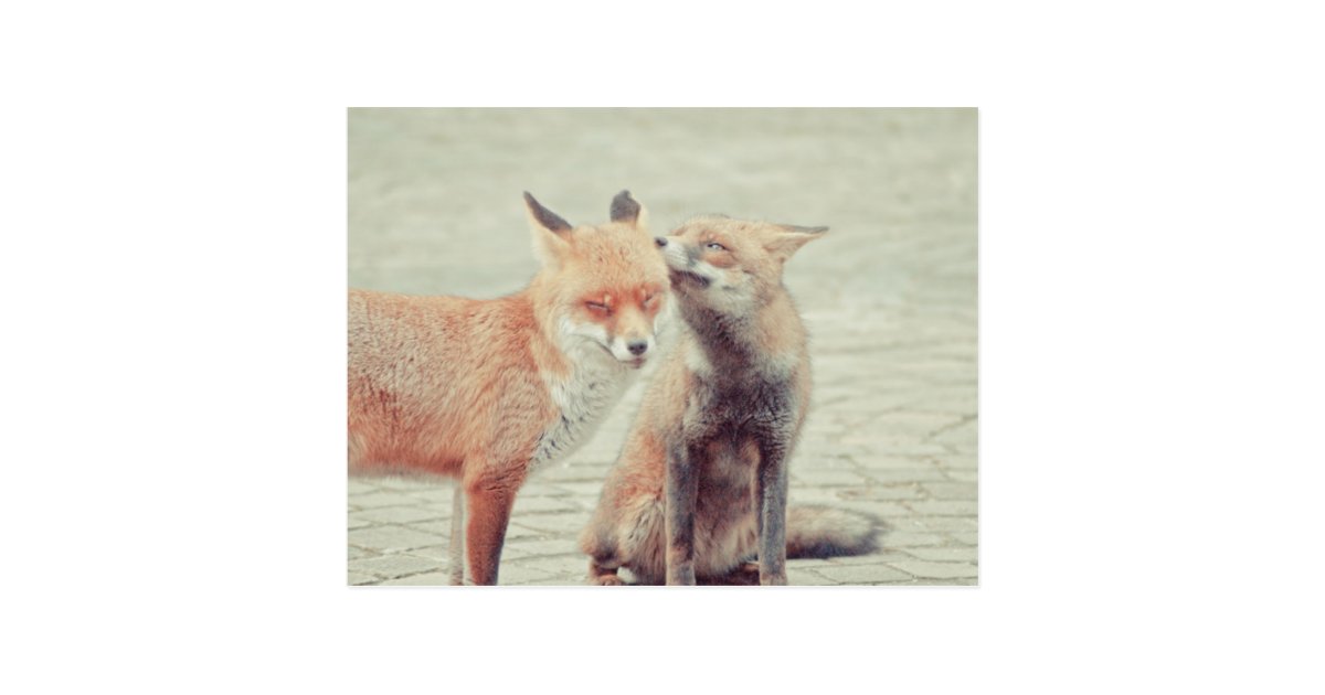 Foxes in love! postcard | Zazzle.com