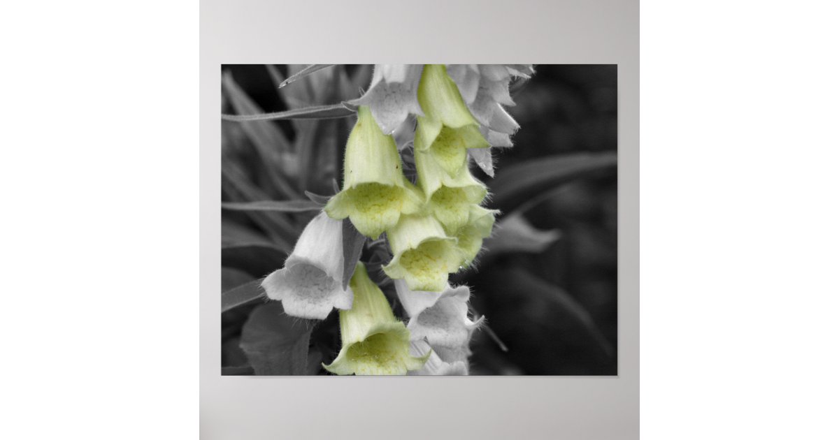 Foxglove Flowers Partial Color Poster | Zazzle