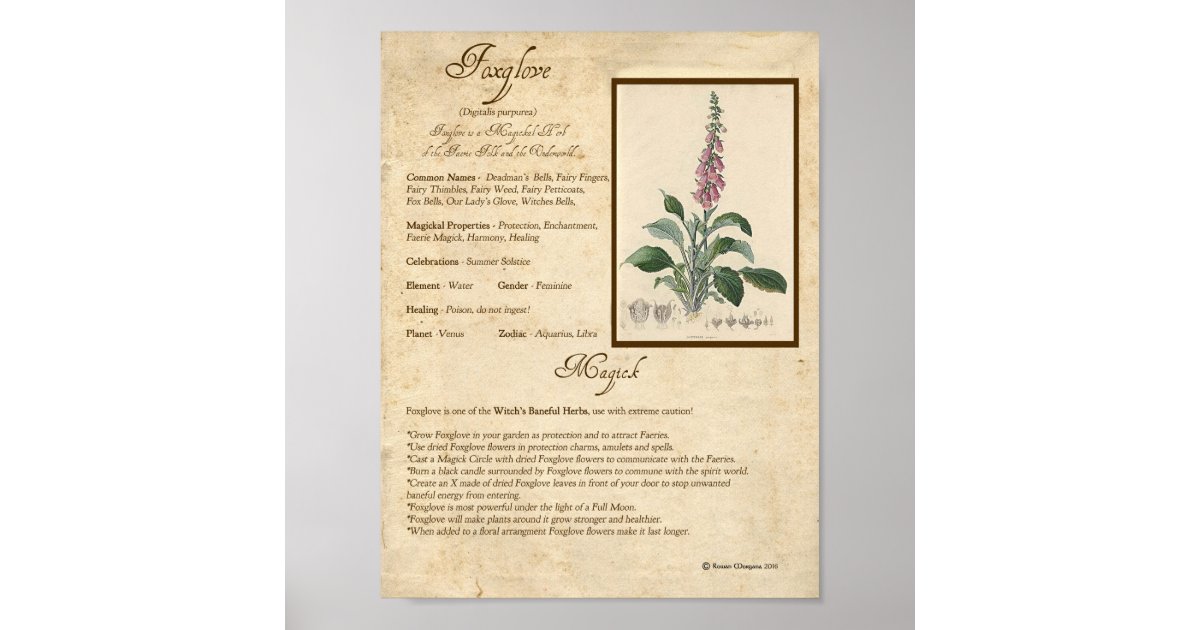 FOXGLOVE MAGICK HERB POSTER | Zazzle