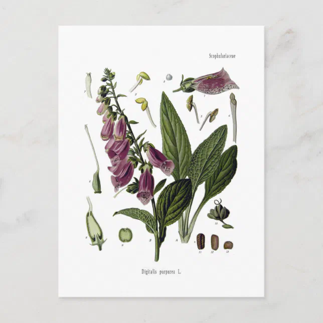 Foxglove Postcard | Zazzle