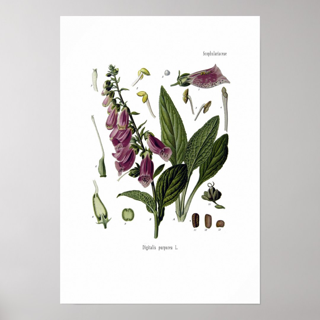 Foxglove Poster | Zazzle