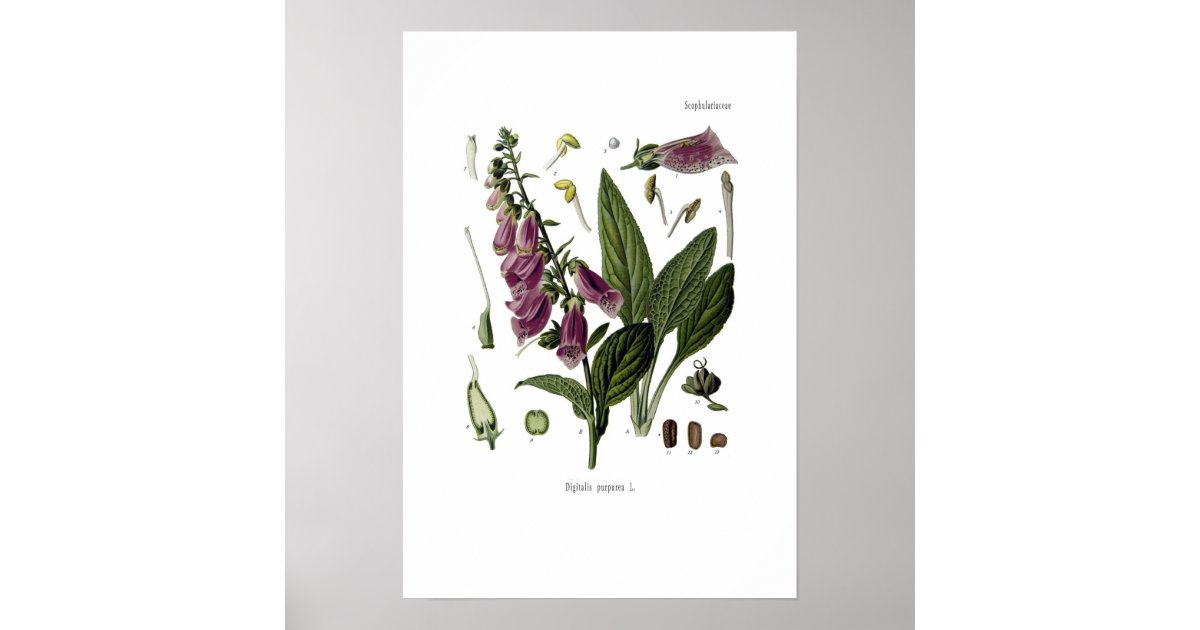 Foxglove Poster | Zazzle