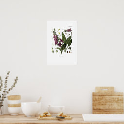 Foxglove Poster | Zazzle