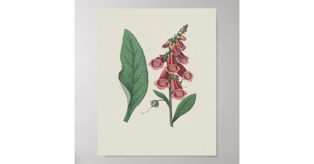 Foxglove Wildflower Botanical Flower Poster | Zazzle