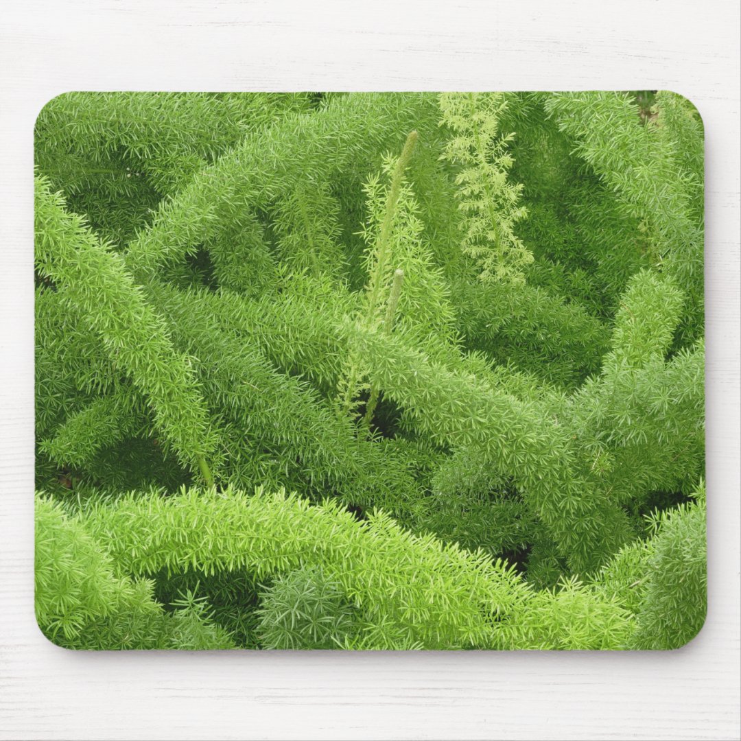 Foxtail Fern, Asparagus densiflorus myers Mouse Pad | Zazzle