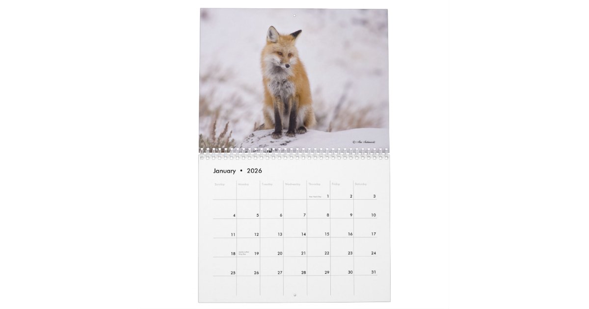 Foxy Ladies (and Gentlemen) Calendar | Zazzle