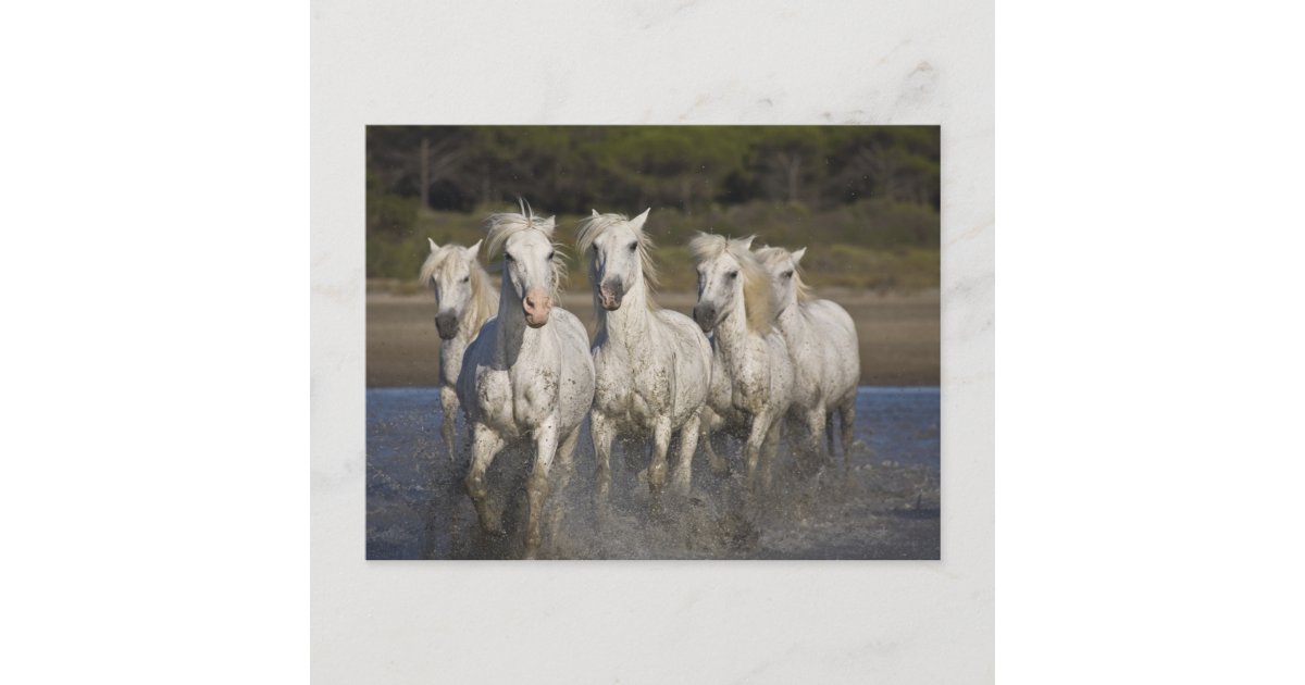 France, Camargue. Horses run Postcard | Zazzle