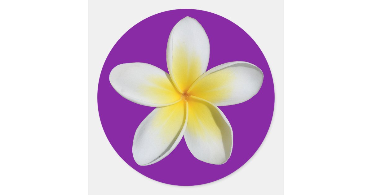 Frangipani Classic Round Sticker | Zazzle