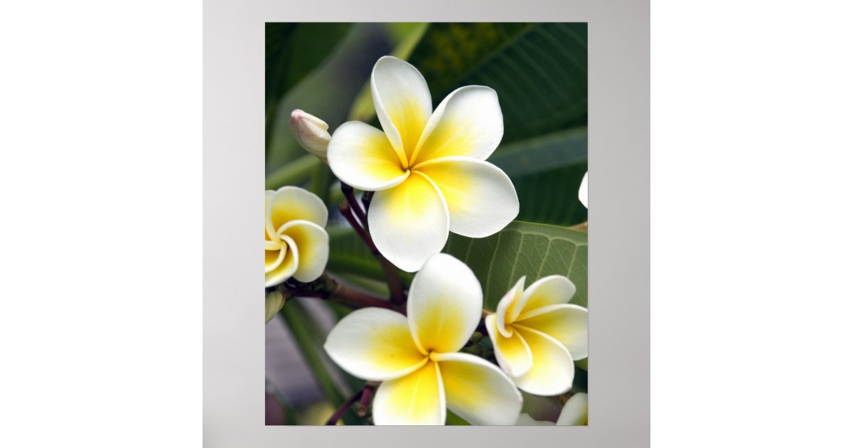 Frangipani flower Cook Islands Poster | Zazzle
