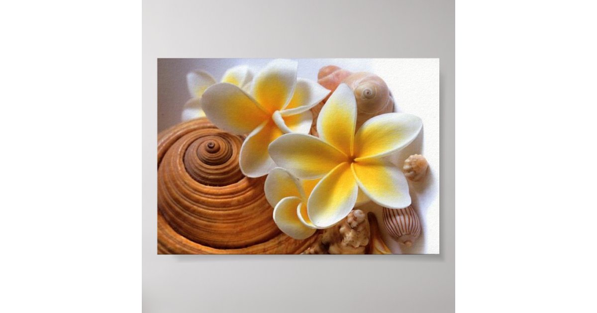 Frangipani flower poster | Zazzle