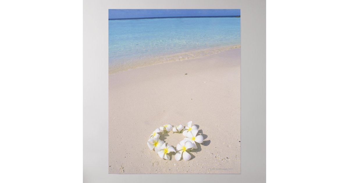 Frangipani on the beach poster | Zazzle