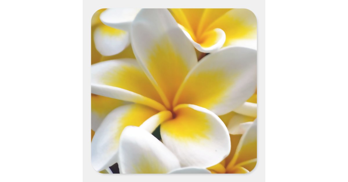 Frangipani Plumeria Flower Photo Square Sticker | Zazzle