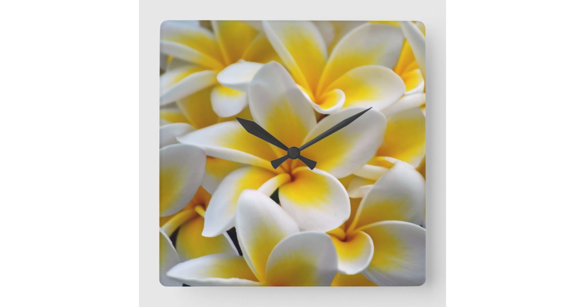 Frangipani Plumeria Flower Photo Square Wall Clock | Zazzle