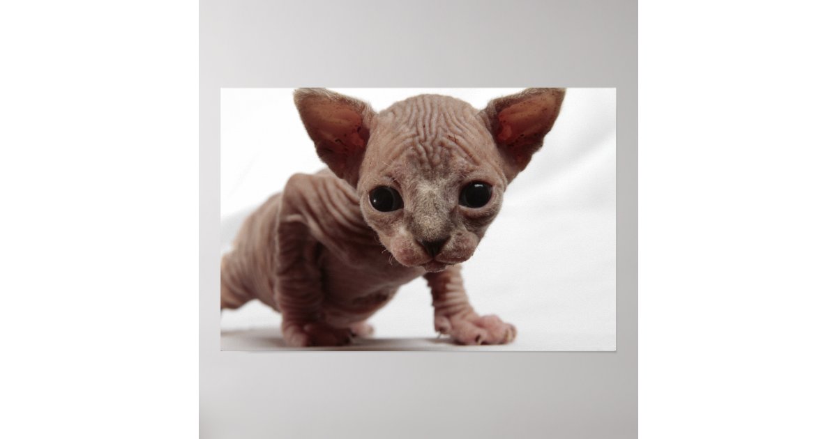 Freaky Cute Furless Sphynx Kitten Poster | Zazzle