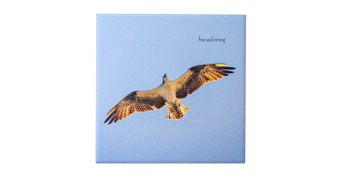 Free Osprey art Ceramic Tile | Zazzle