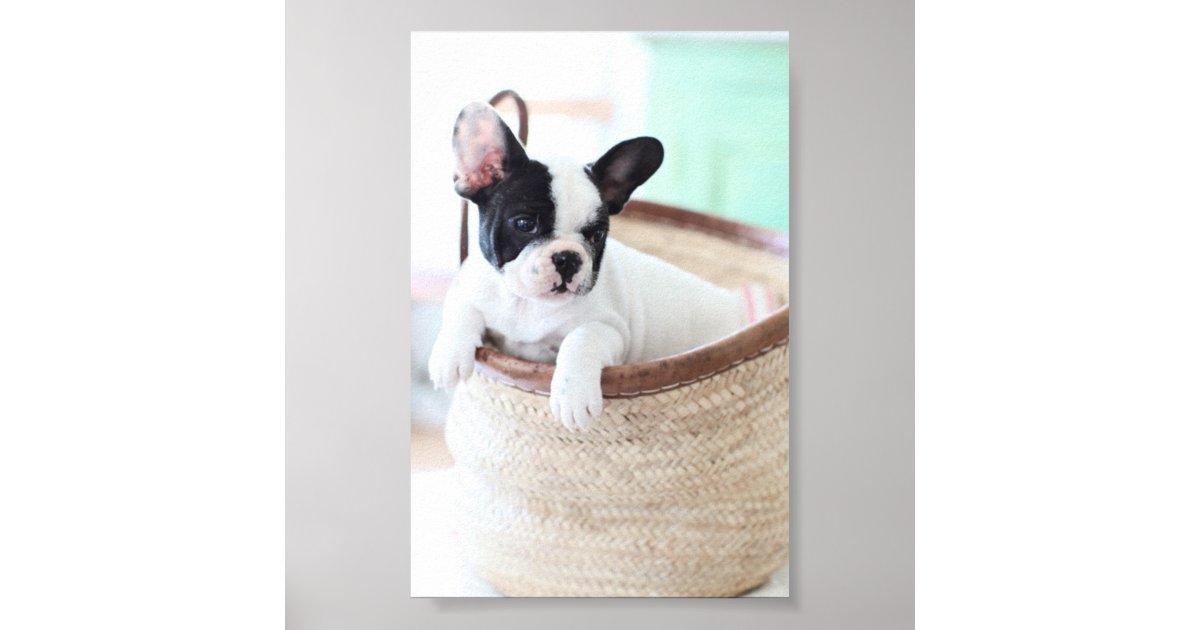French Bulldog poster | Zazzle