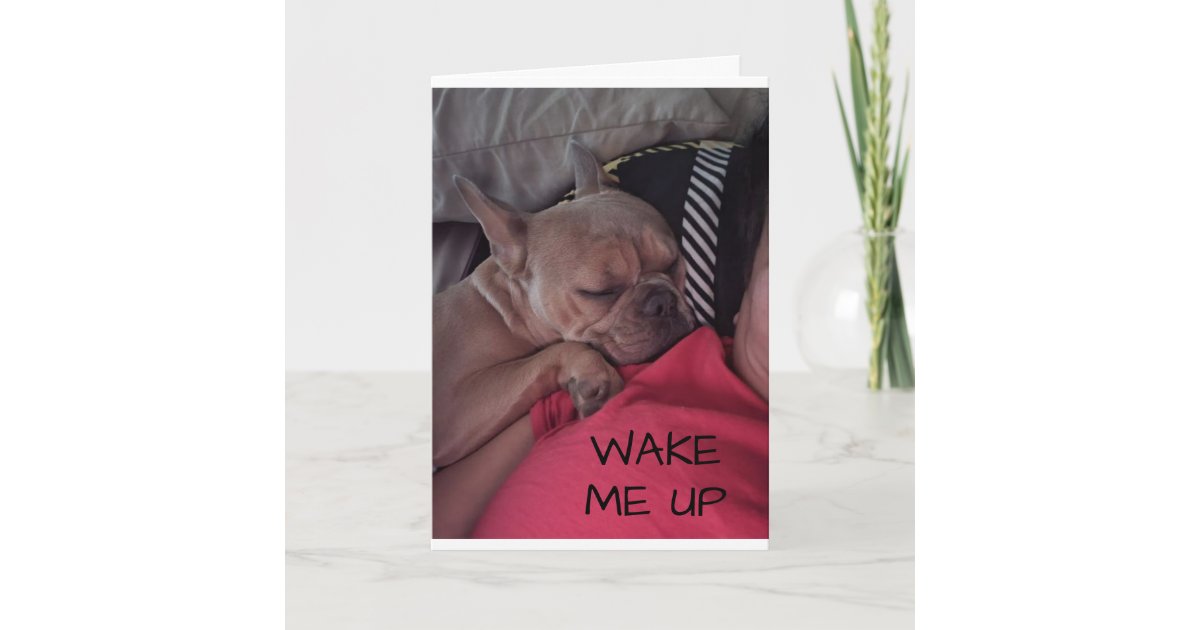 "FRENCH BULLDOG" SAYS "CONGRATULATIONS" CARD | Zazzle