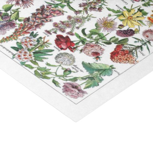 French Dictionary Plate Print-No.22137-Flowers/Fle Tissue Paper | Zazzle